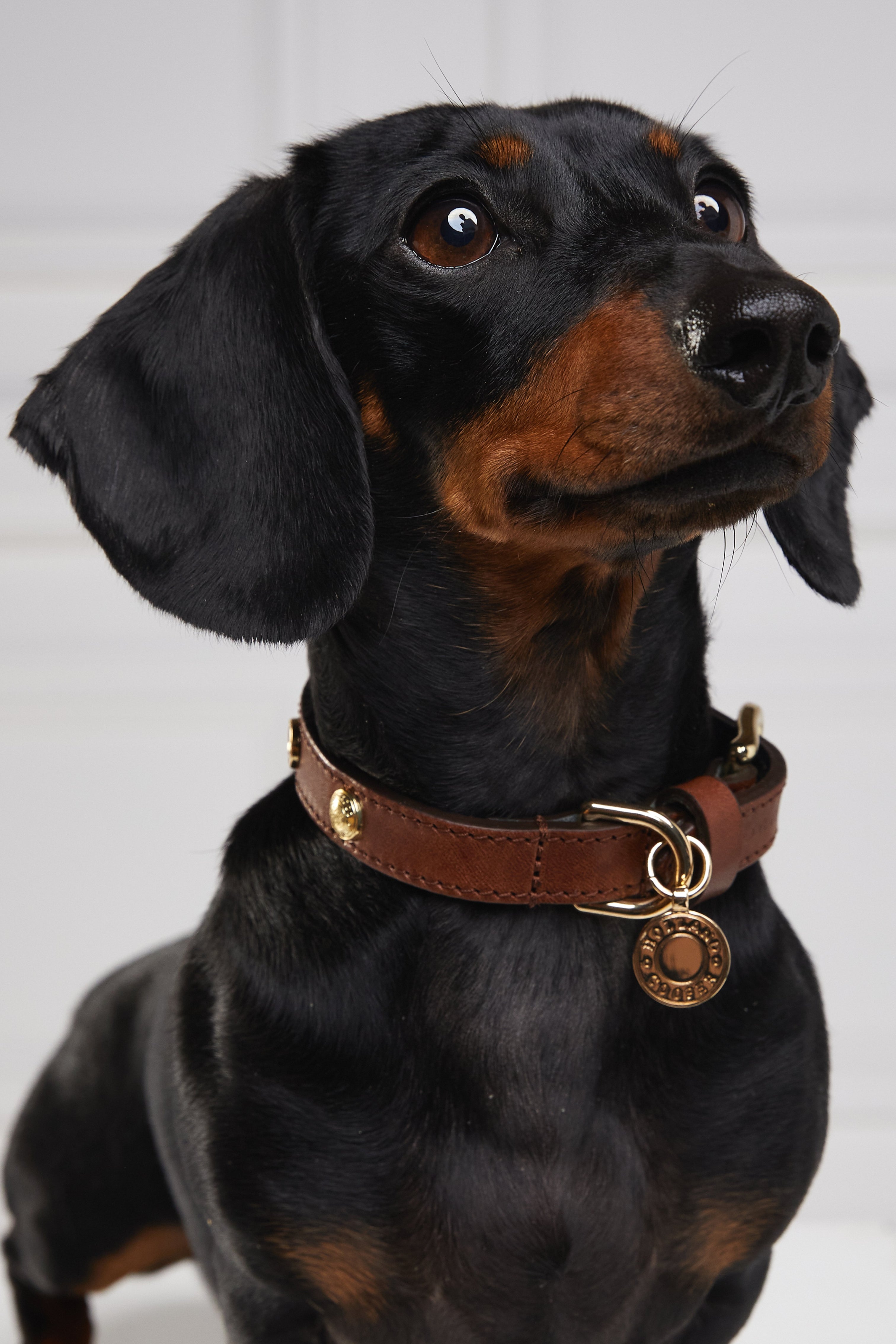 HC Studded Dog Collar (Chestnut) – Holland Cooper