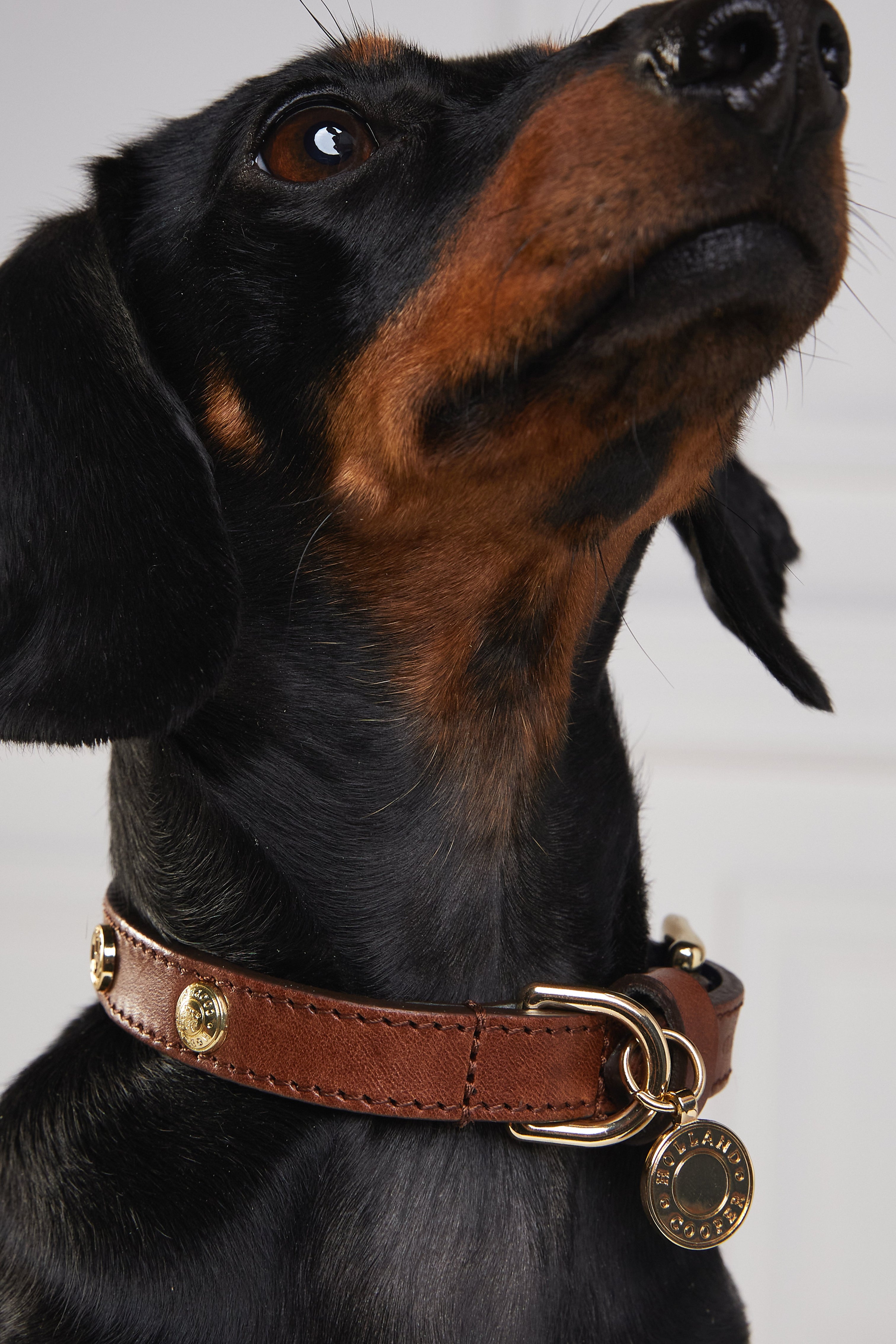 HC Studded Dog Collar (Chestnut) – Holland Cooper