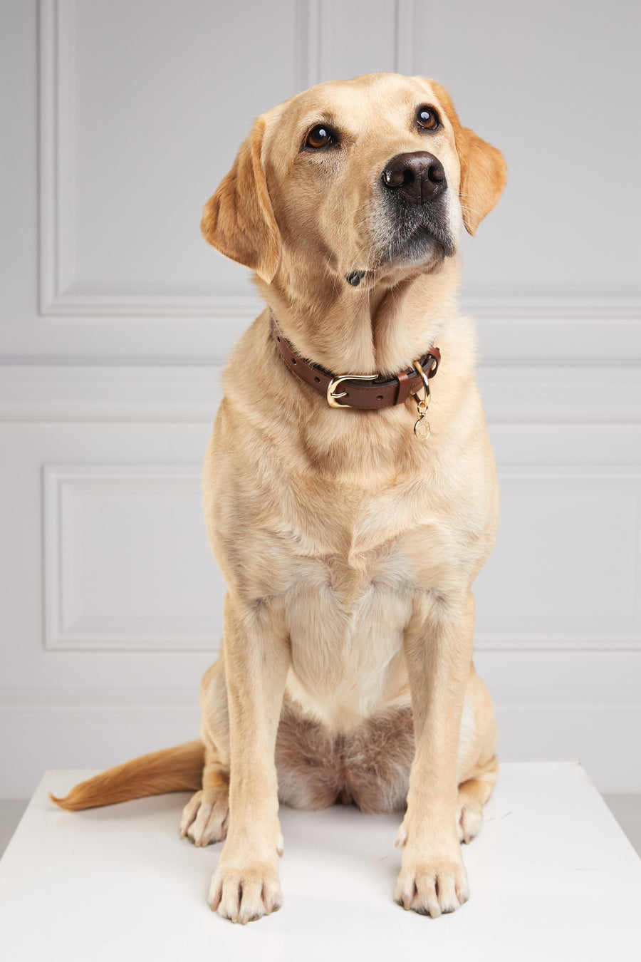 HC Classic Dog Collar (Chestnut & Tweed) – Holland Cooper