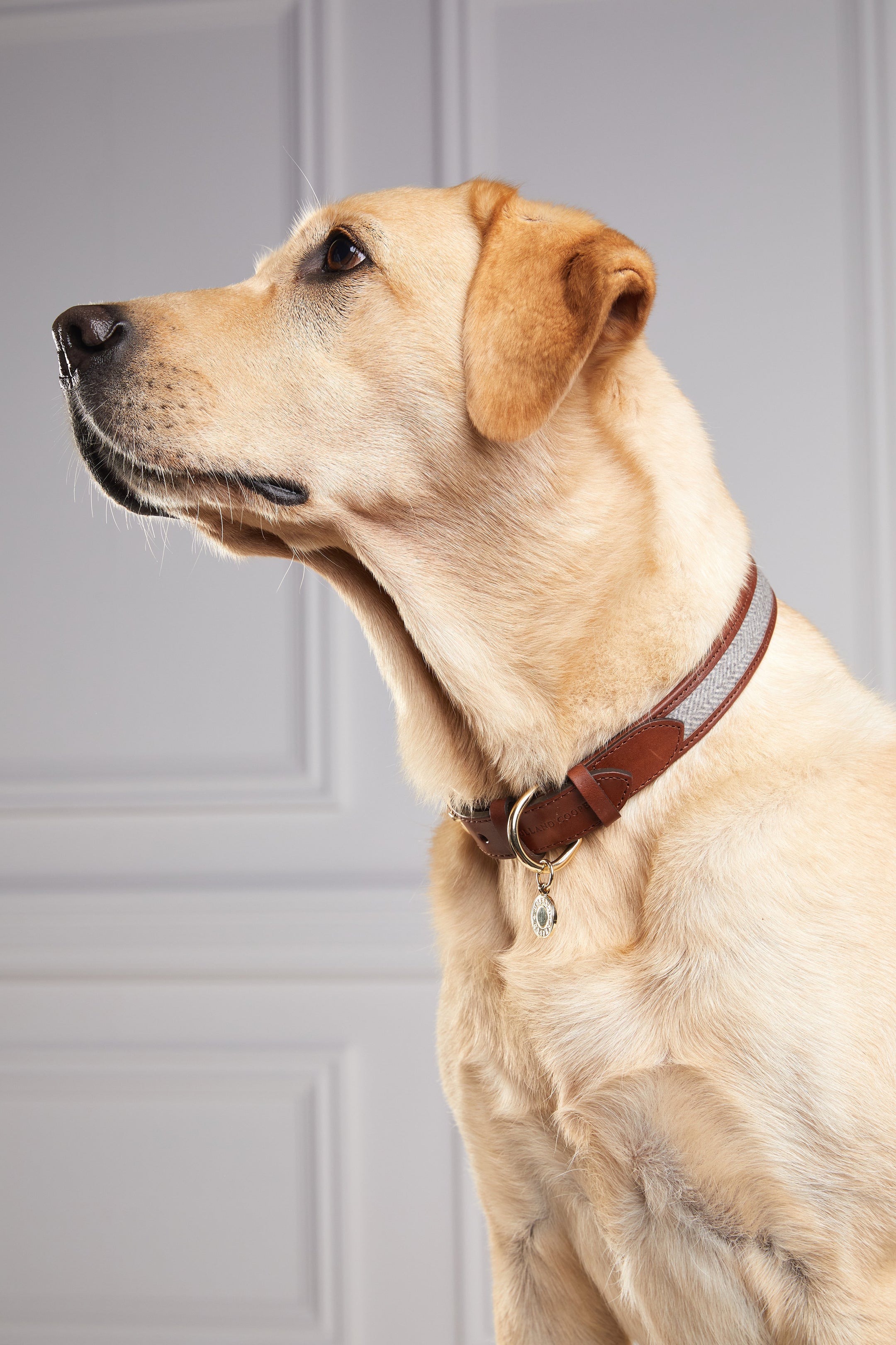 HC Classic Dog Collar (Chestnut & Tweed) – Holland Cooper